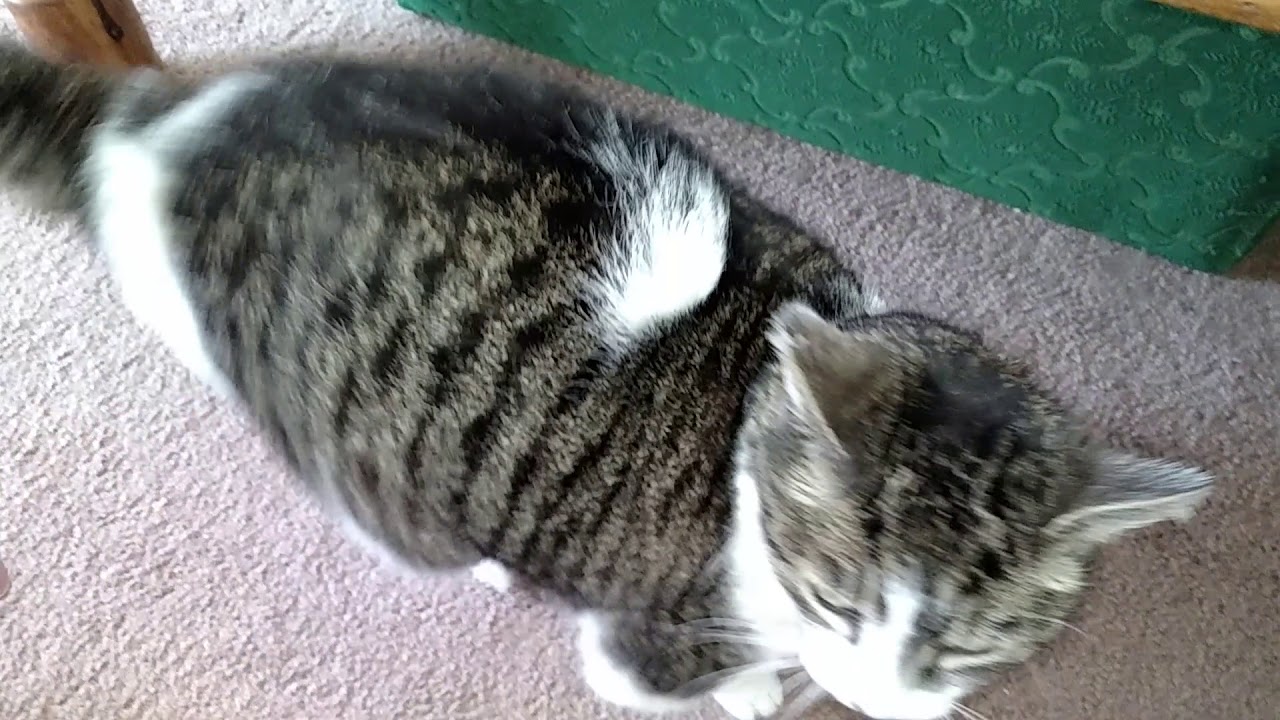 Opal kitty 2 - YouTube