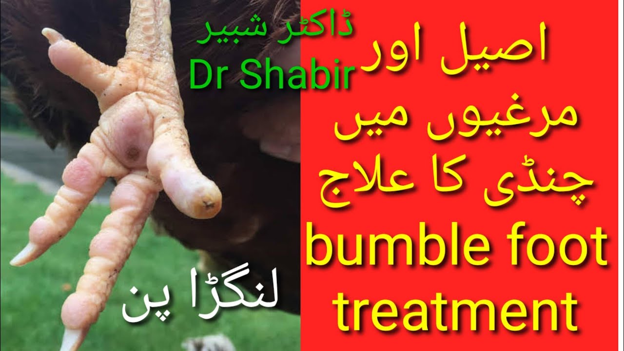 chicken legs problem treatment | poultry leg disorders | lameness in ...