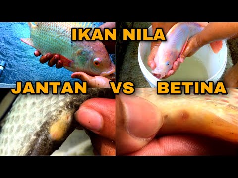 CARA MEMBEDAKAN IKAN NILA JANTAN DAN BETINA - BUDIDAYA IKAN NILA RUMAHAN