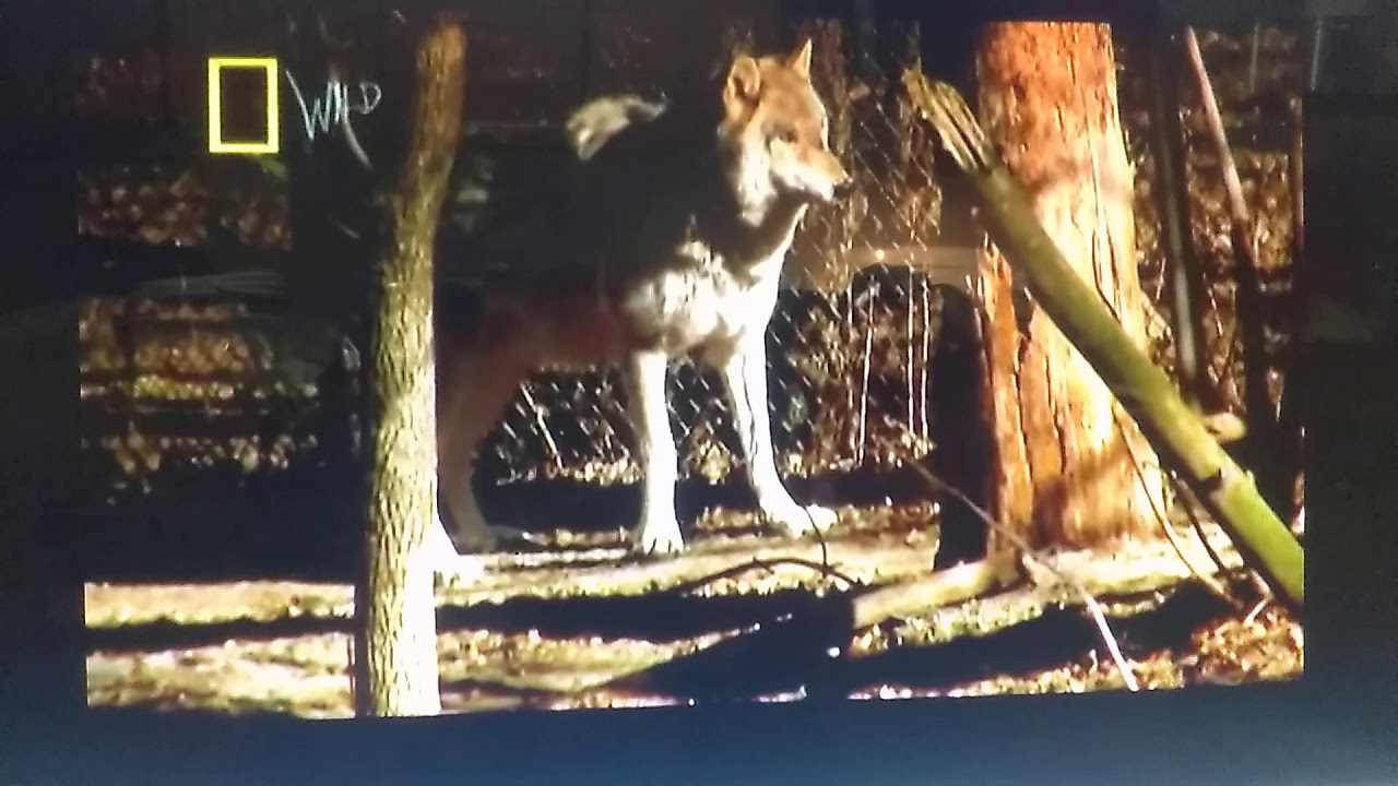 Wolf bite force (406 lbs) - YouTube