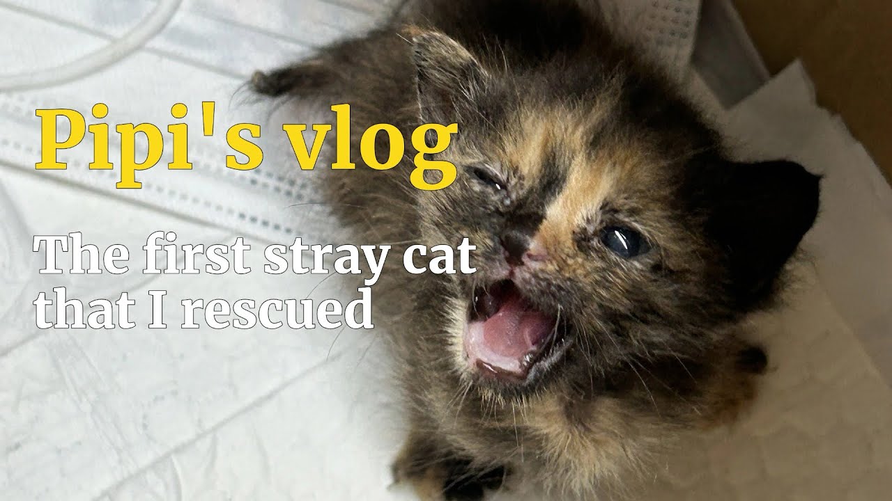 Pipi‘s Vlog｜My story with Zhizhi - YouTube