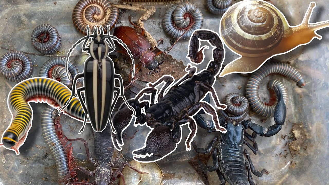 Hunting insects,Scorpion,Millipedes,Small snake,Bugs,Snails #insects # ...