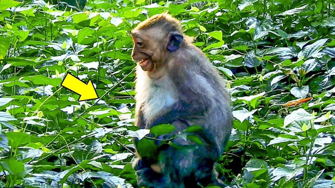 OMG.. Chubby Jinx Monkey Cry Trouble With Belly Hugging Own Scared ...