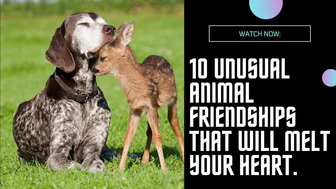 10 Unusual Animal Friendships That Will Make Your Heart Melt - YouTube