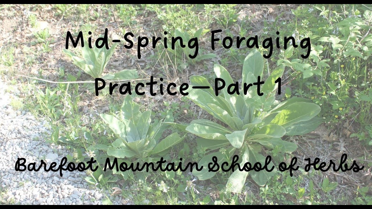 Mid Spring Foraging Practice - Part 1 - YouTube