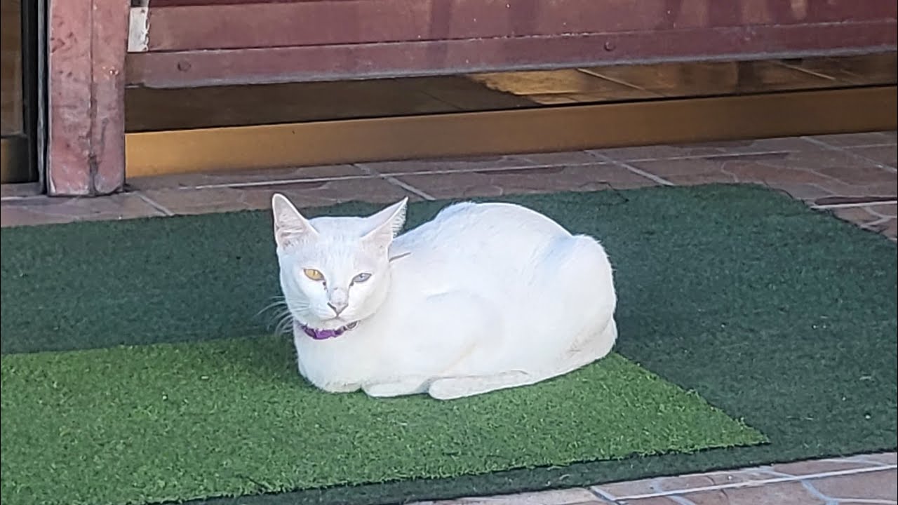 Thai Khao manee, known as the Diamond Eye cat, Pattaya Chonburi ...