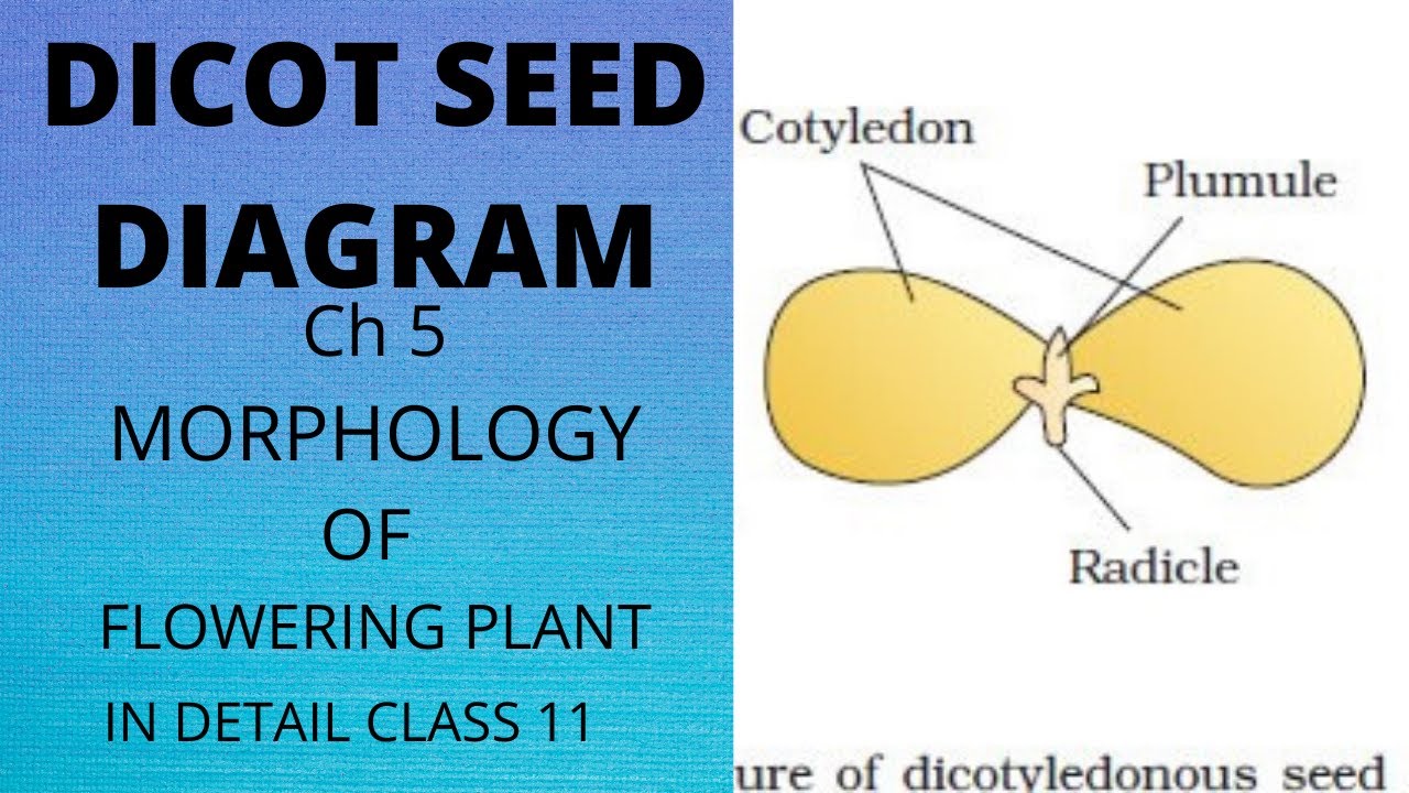 Ch 5 Morphology of flowering Plant Dicot seed DIAGRAM - YouTube