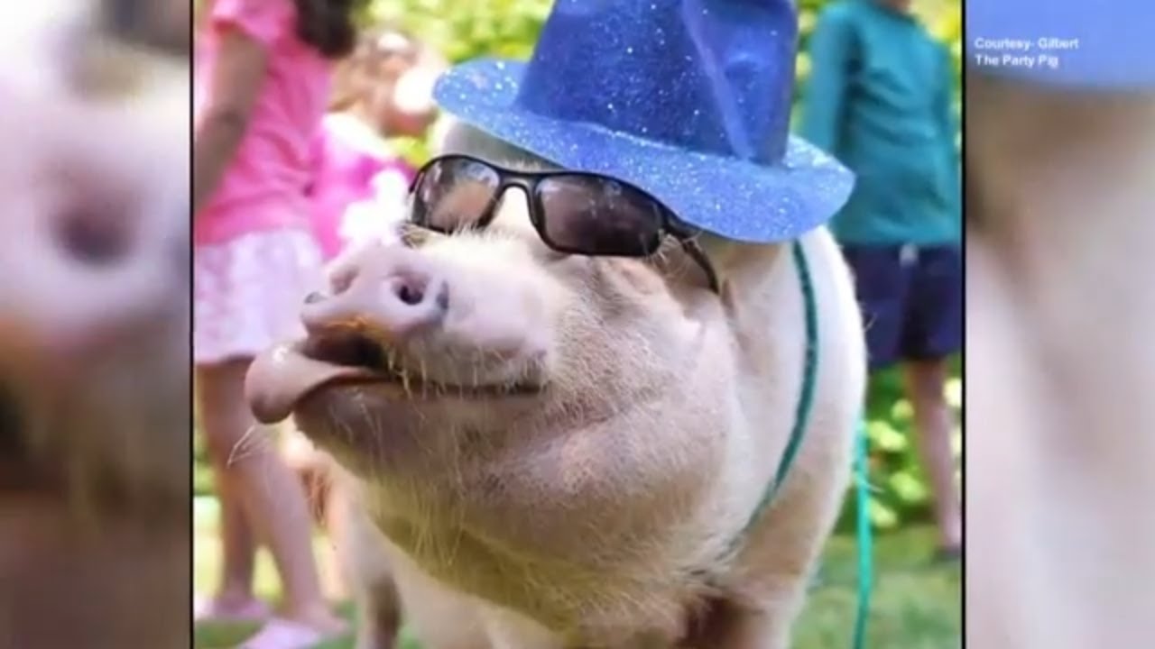 'Gilbert the Party Pig' spreading joy across New England - YouTube