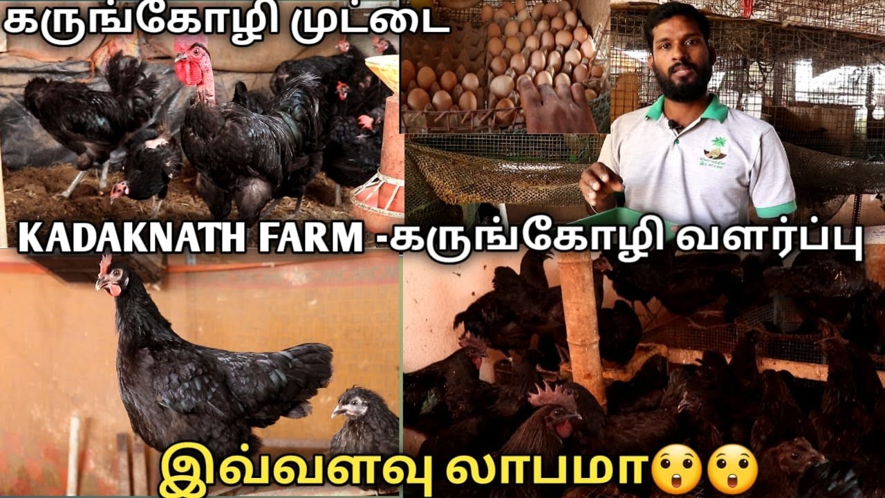 kadaknath Farm in chennai |karunkoli valarpu|Kadaknath Egg|Original ...