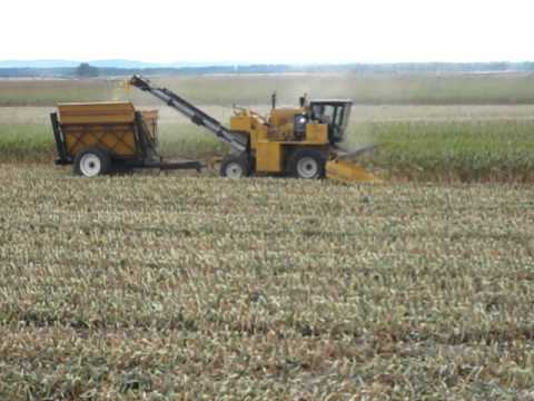 Hartung Brothers Farm - Harvesting Seed Corn - YouTube