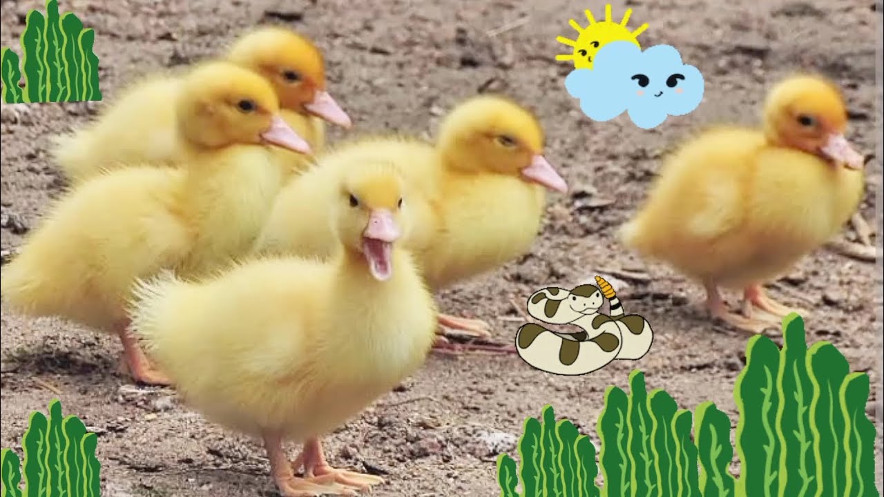 The cuteness of two little ducks playing makes them happy ( part 80 ) 🤣 ...