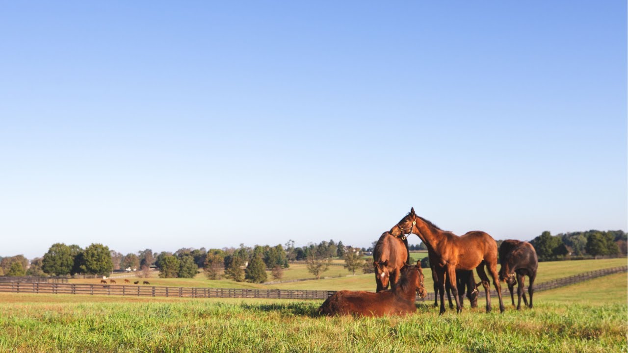 Weanlings and the Weaning Process - YouTube