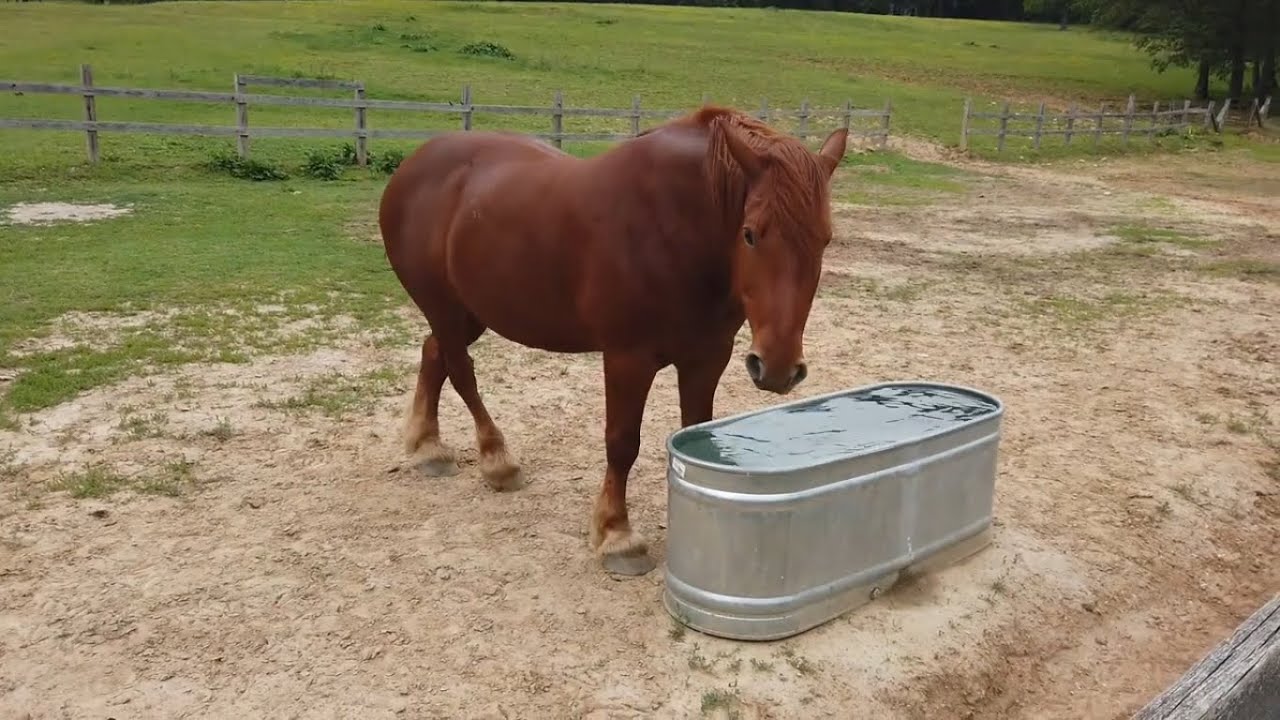 Suson Park Animals in St. Louis - YouTube