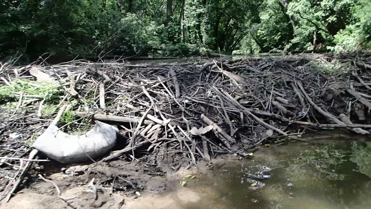 Bloody Beaver Backwater Hunt - YouTube