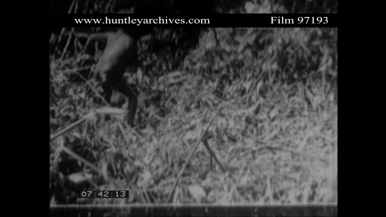Pygmy Hunts for a Monkey. Archive film 97193 - YouTube
