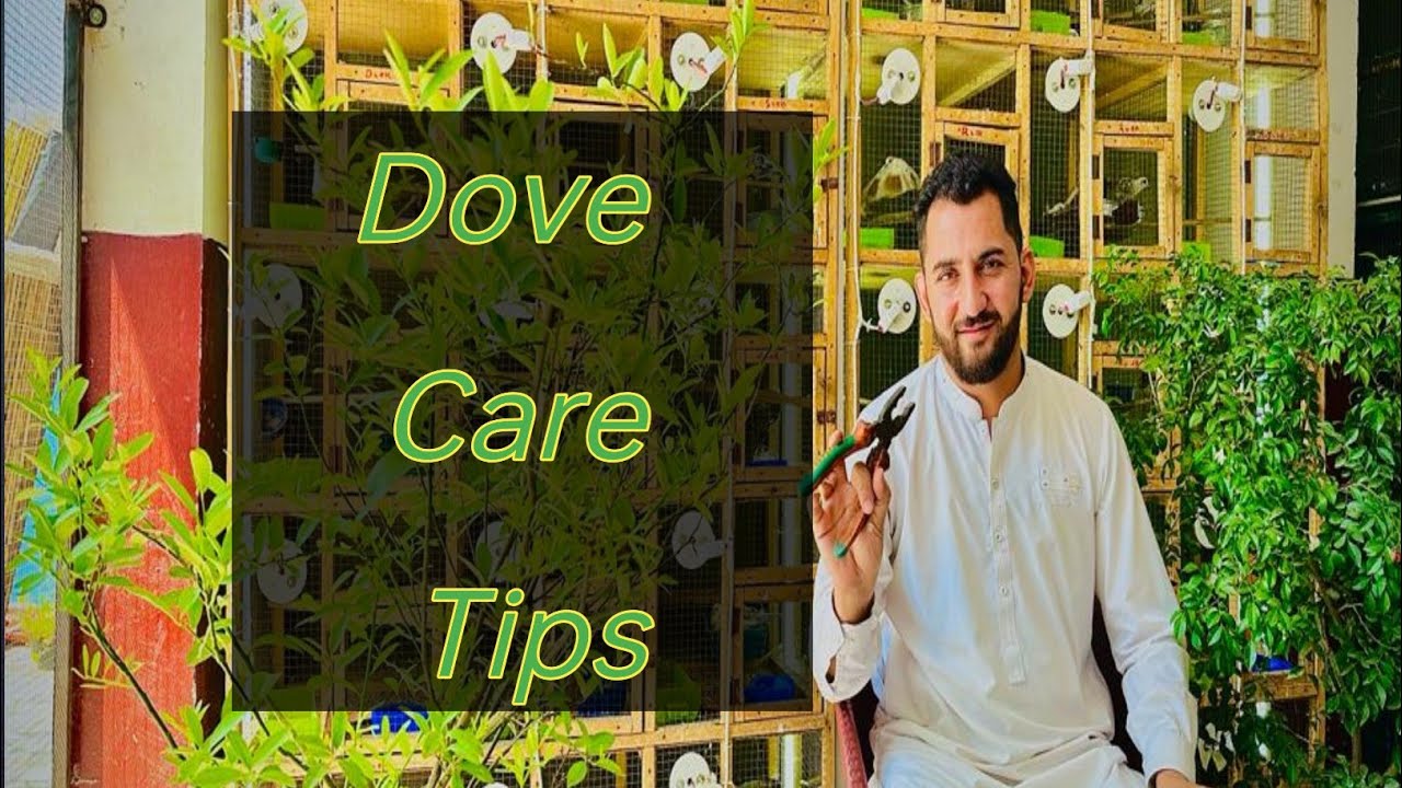 Paid dove tips - YouTube