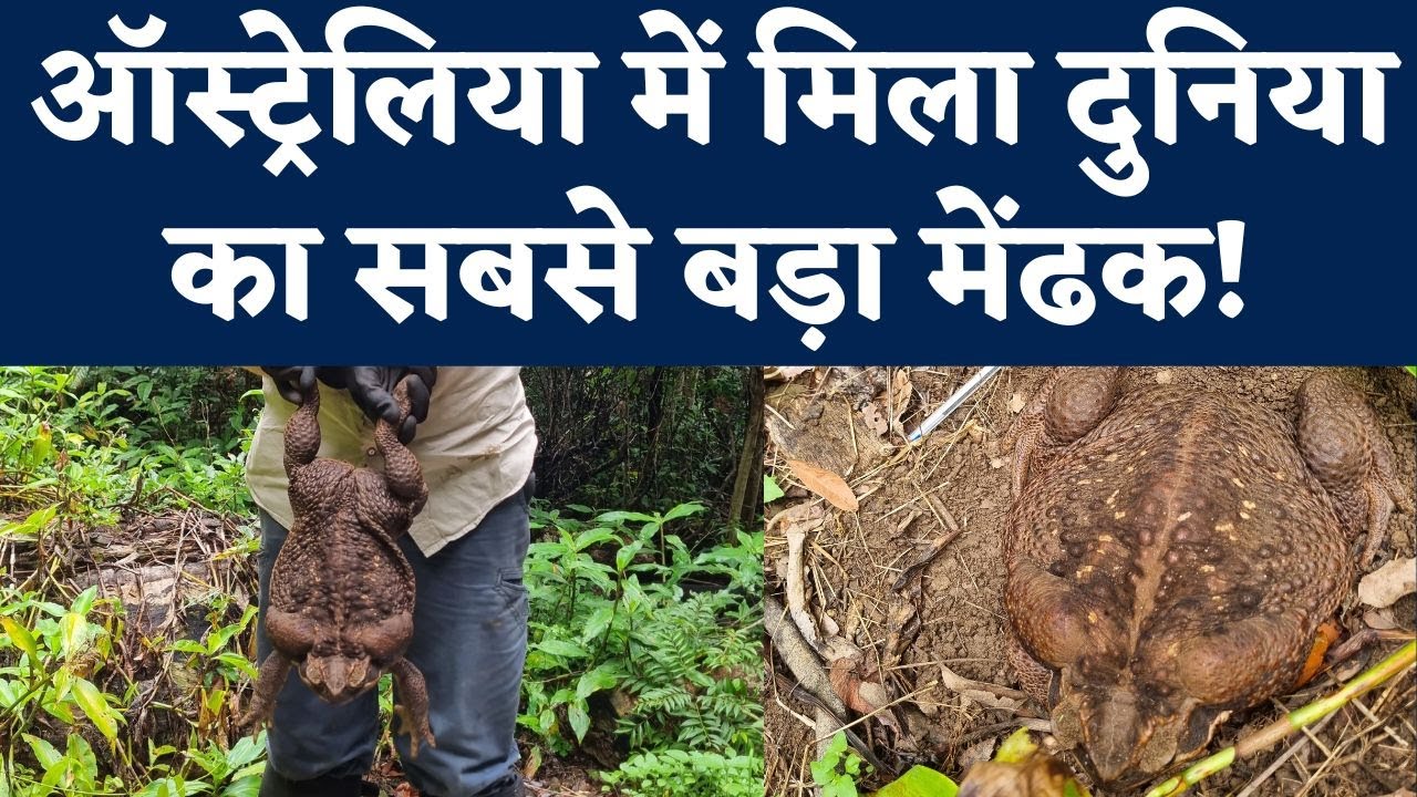 World Largest Frog Toadzilla Found in Australia: ऑस्ट्रेलिया में मिला ...