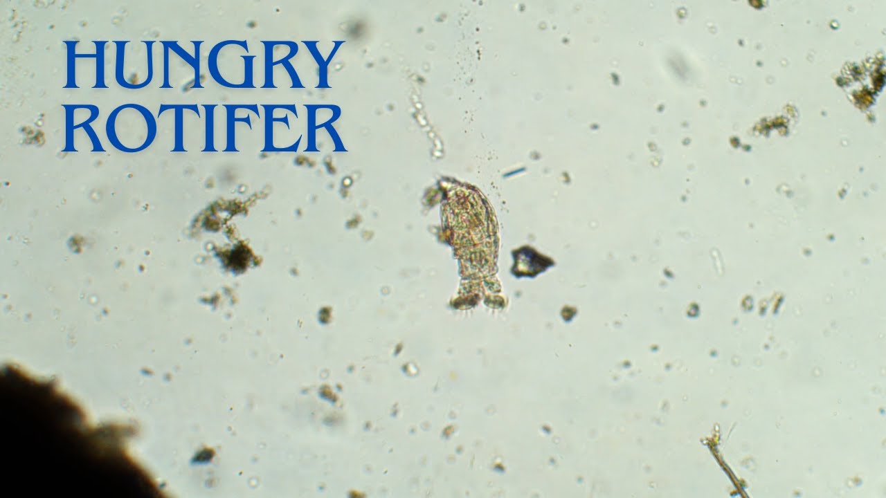 Rotifer Eating - YouTube