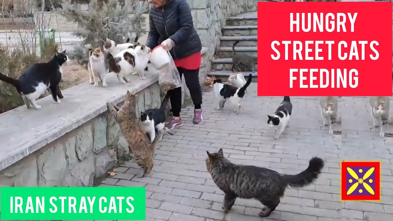 I Found Hungry Stray Cats In Iran غذارسانی به گربه های خیابونی و بی ...