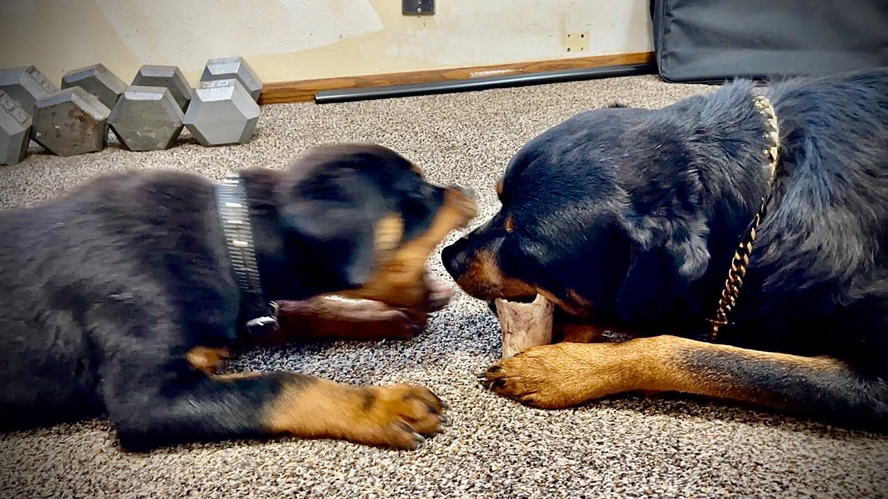 Rottweiler defends his bone (Aggressive Dog Training) - YouTube