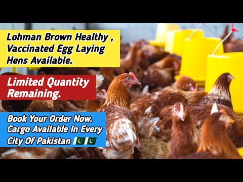 Lohman Brown Egg Laying Hens Available | Desi Egg Farming | Layer ...