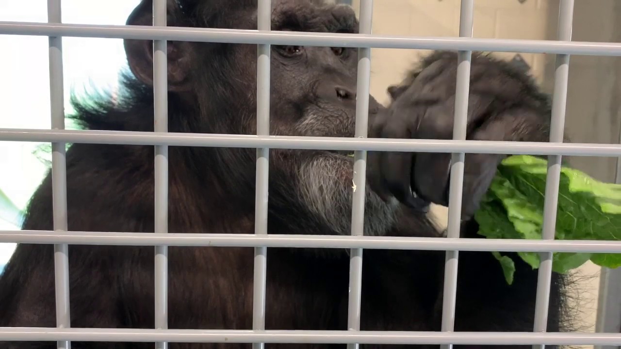 Outside and Inside Willy B Chimpanzee - YouTube