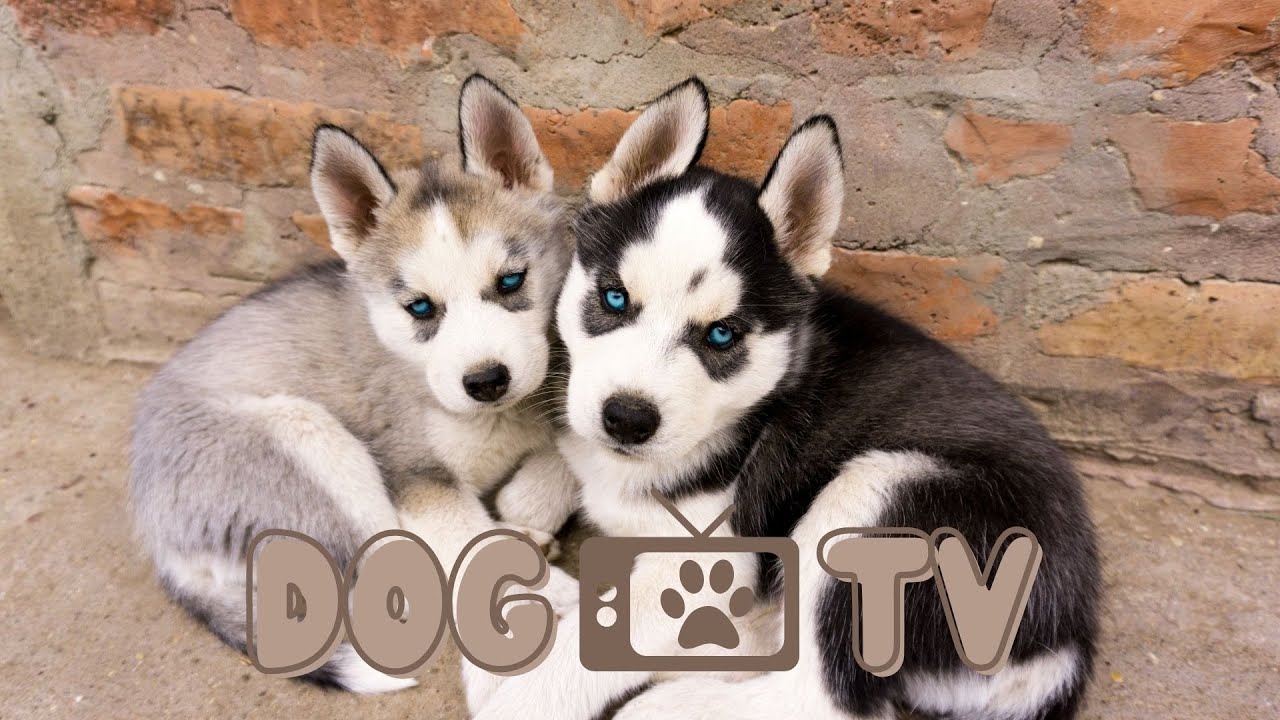 DOG TV: Huskies and Relaxing Music - YouTube