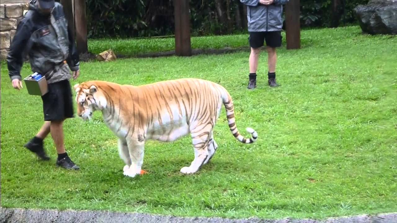 Tiger Island DreamWorld Australia 2013 - YouTube