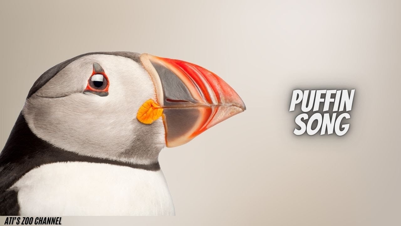 PUFFIN SONG - YouTube
