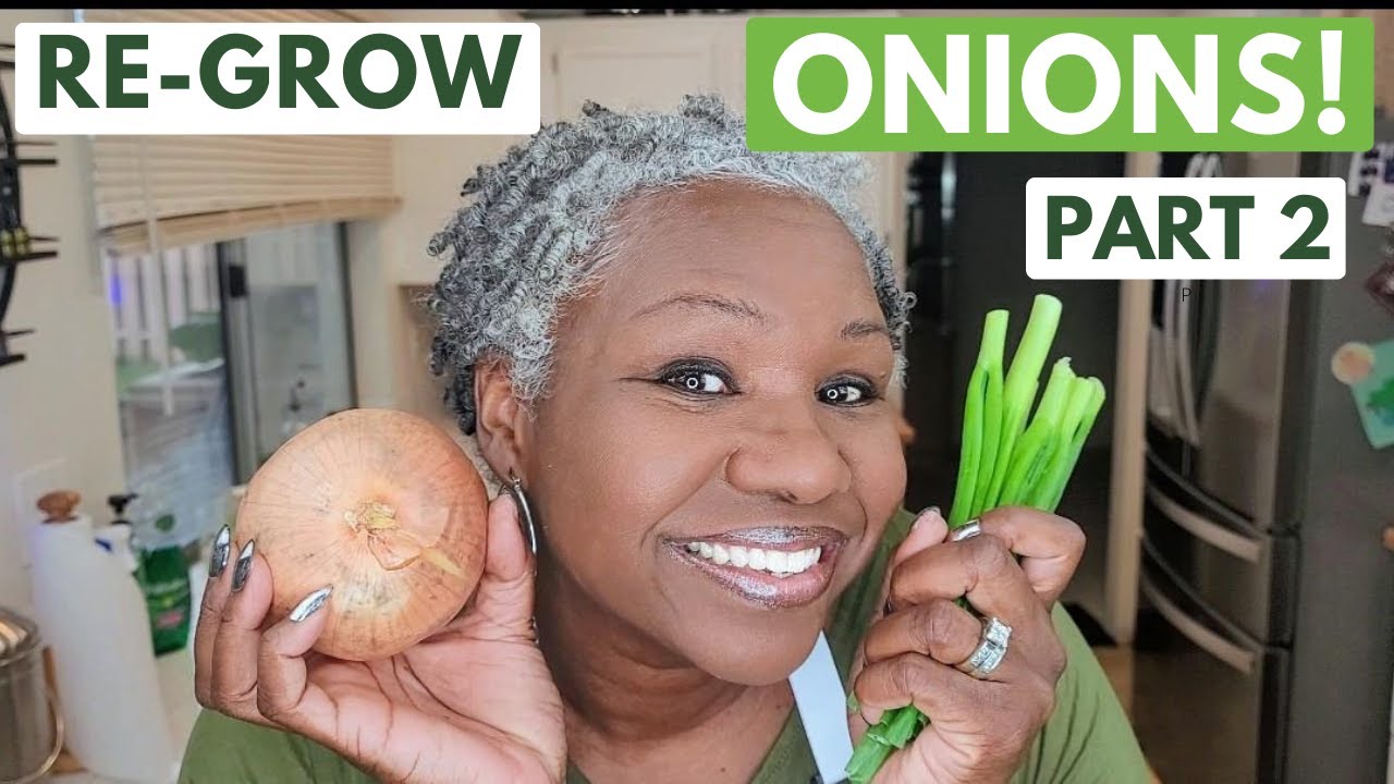 Re-Grow Store-Bought Onions: Part 2 - YouTube