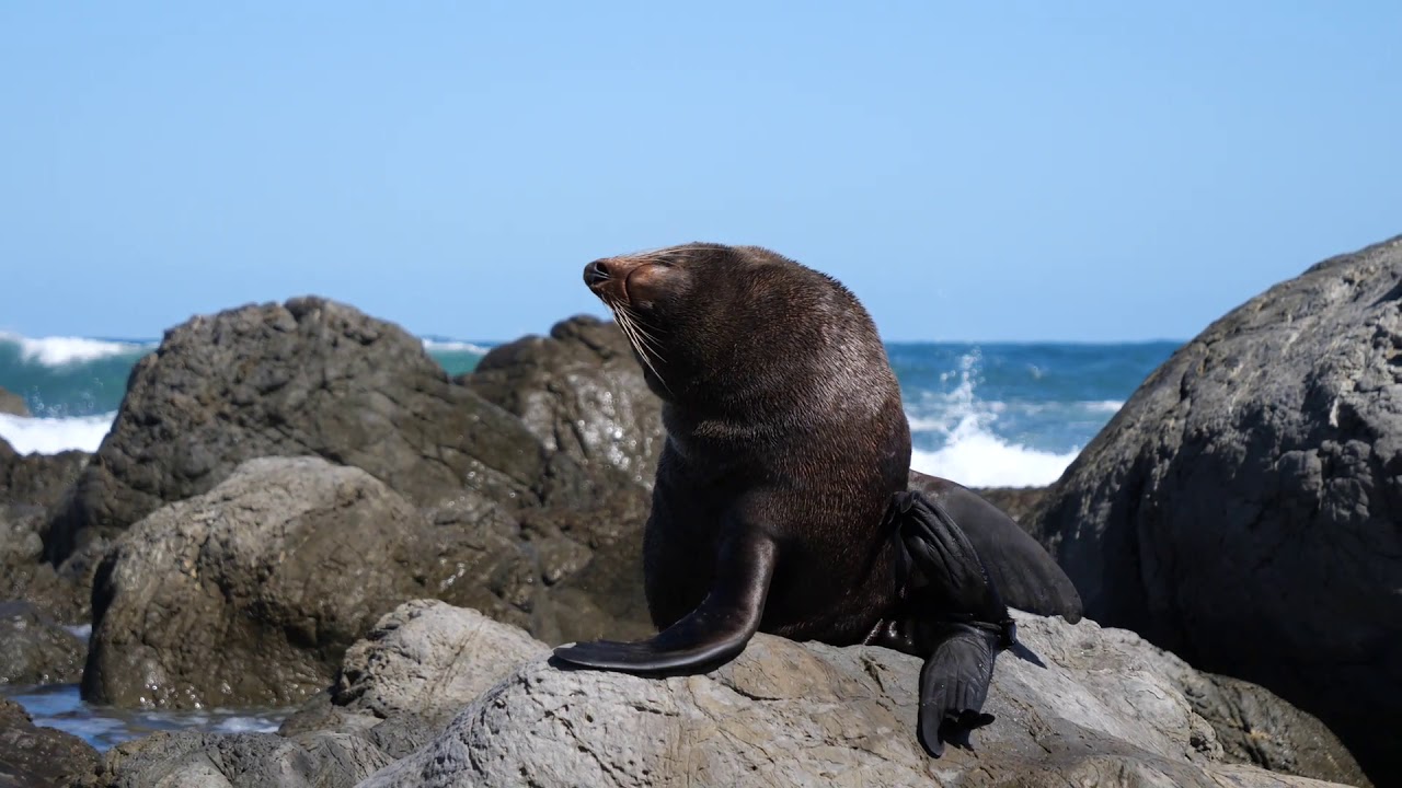 New Zealand Seal scratching Itself - YouTube