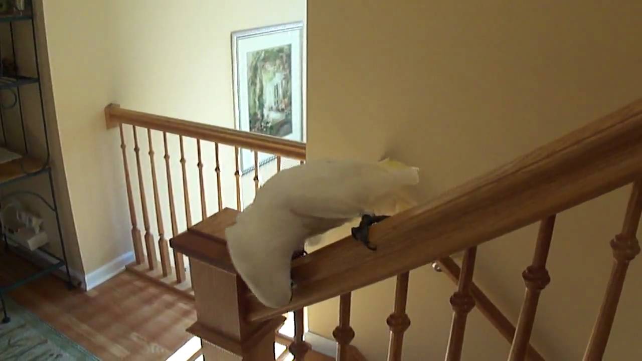 Mr. Darcy Cockatoo sliding down railing - YouTube