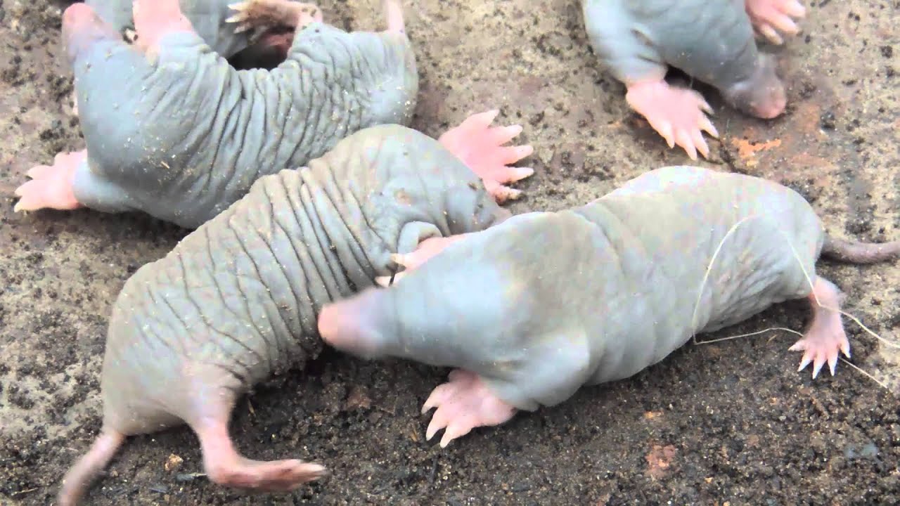 BABY MOLES - KIS VAKONDOK - YouTube