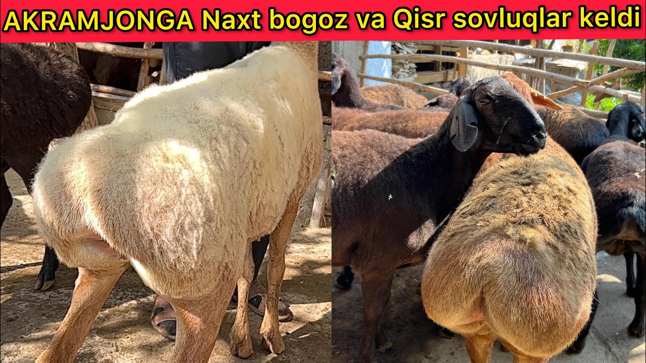 Avgan sovluq opkeladigon Akramjonga yana bogoz sovluqlar keldi ...