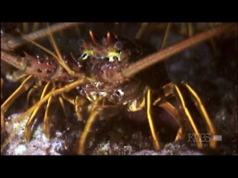 Strange Days On Planet Earth (VARIOUS SEGMENTS) Ep 5 & 2 extras - YouTube