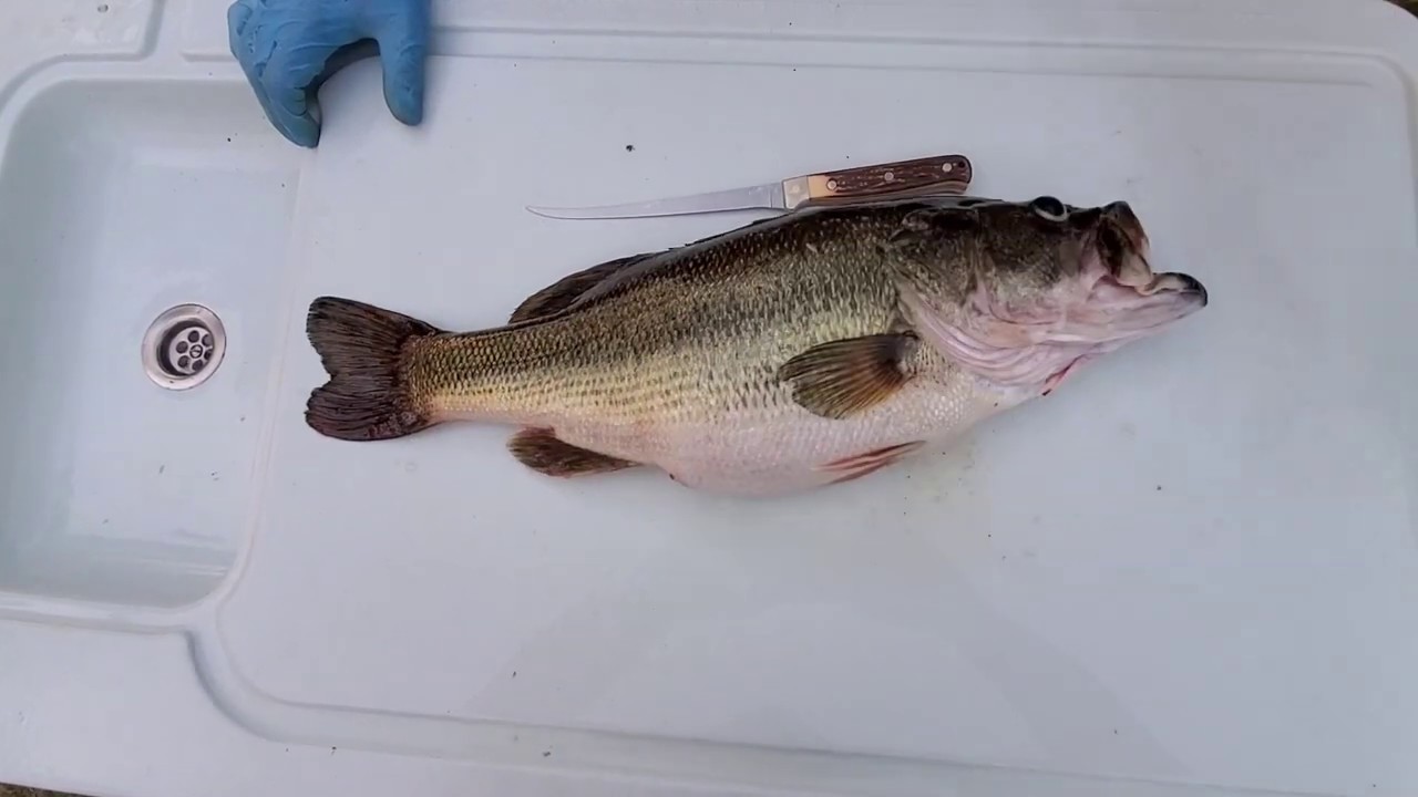 How to fillet and skin a Largemouth Bass - What did she EAT! # ...