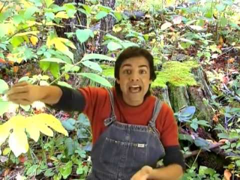 Grupo Encanto A Mi Mono Le Gusta la Lechuga - YouTube
