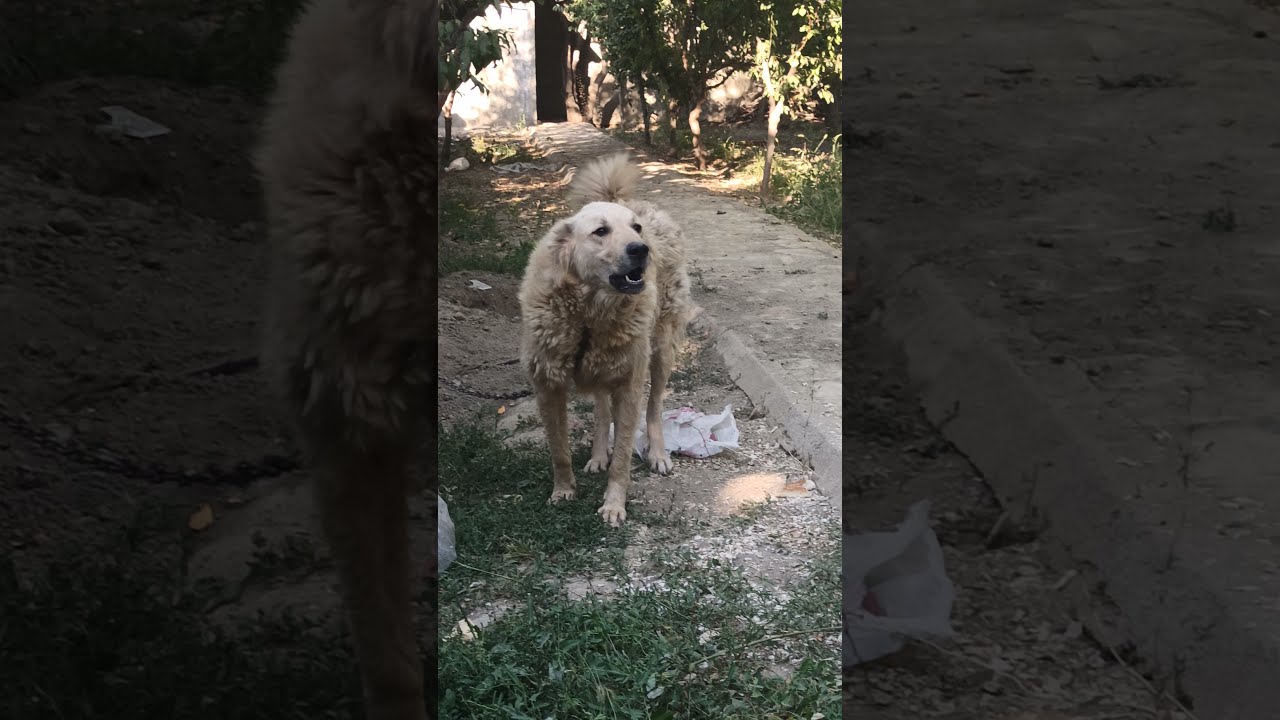 Iraqi dog| Growl - YouTube