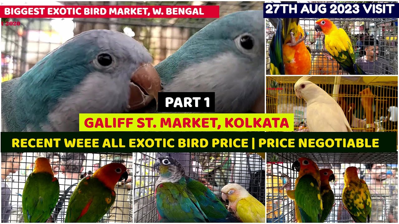 Galiff Street Cheapest Exotic Bird Market |Recent Week All Exotic Bird ...