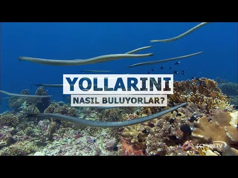 Deniz yılanlarının akıl almaz göçü