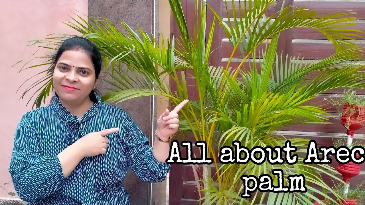 Right way to plant Arica Palm | Love Growing | Care tips - YouTube