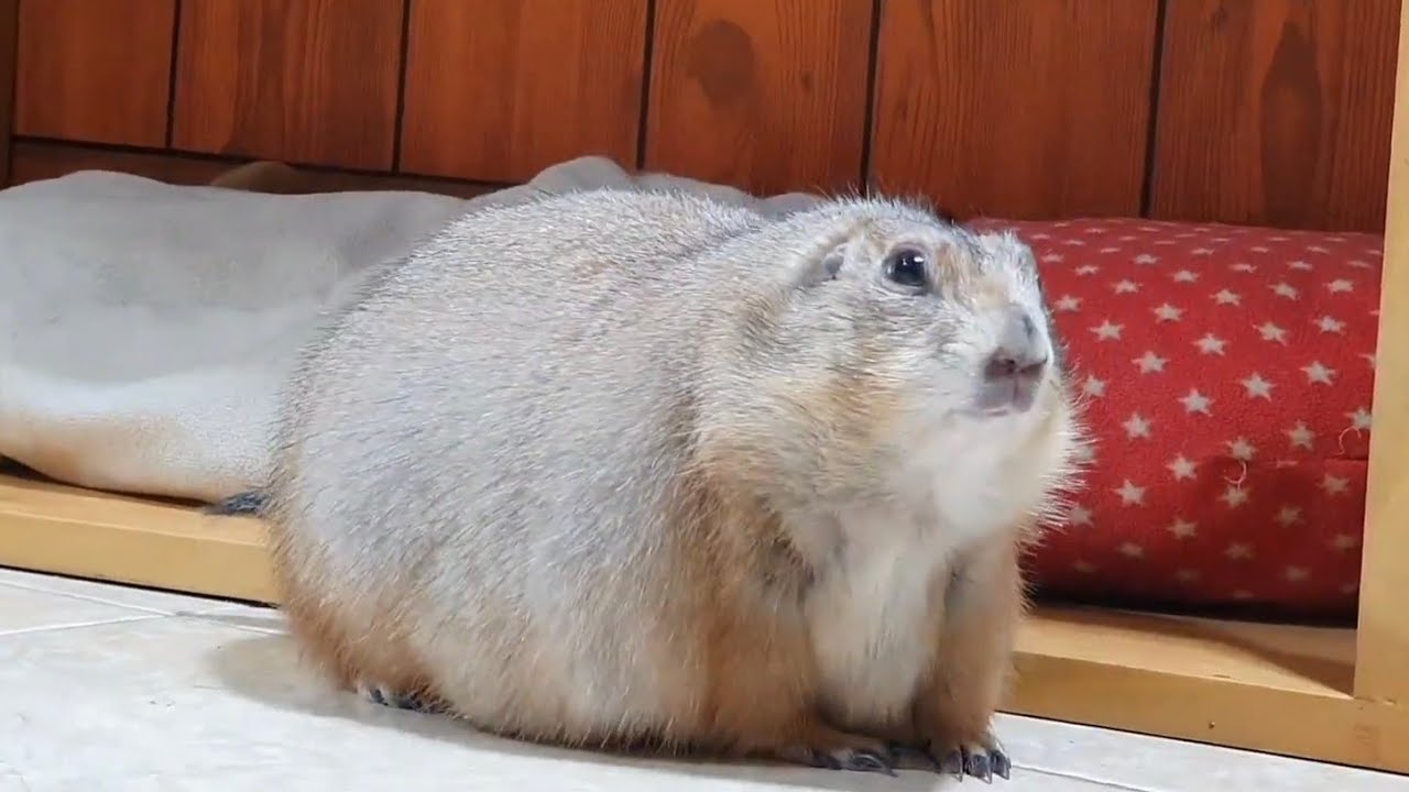 Short-legged prairie dog with a big belly - YouTube