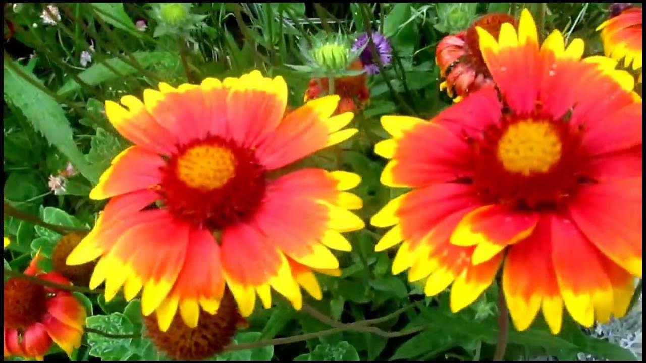 Гайлардия многолетняя. - YouTube