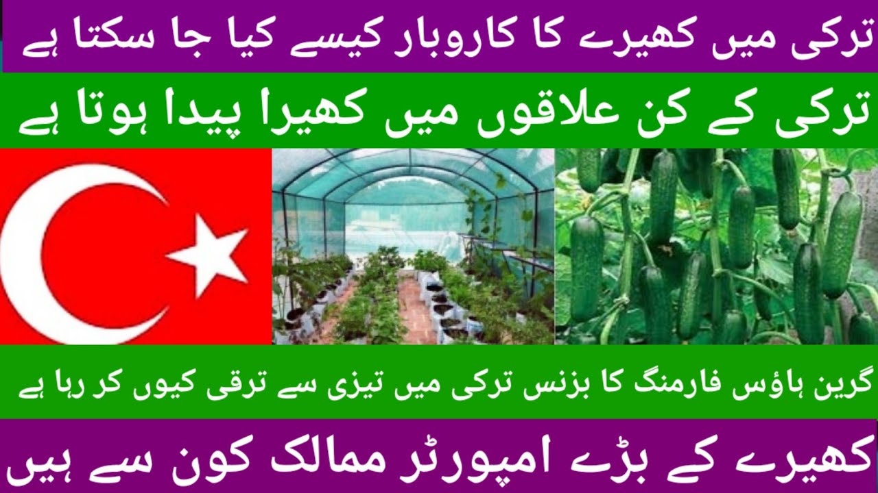 Cucumber business in turkey, Areas of growing cucumber and exports of ...
