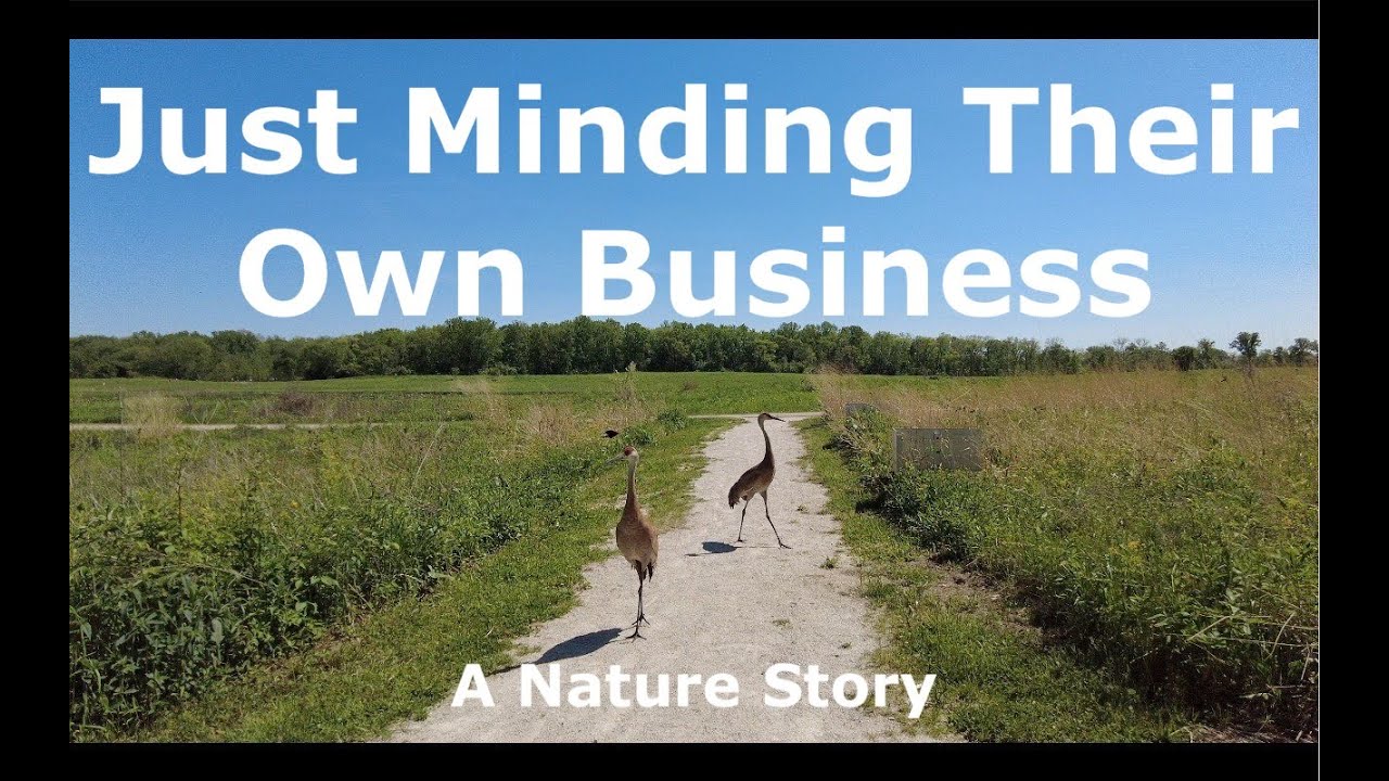 Just Minding Their Own Business | A Nature Story - YouTube