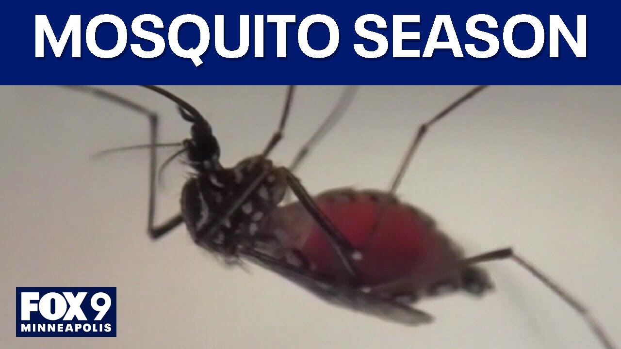 Why mosquitoes are particularly bad this year in Minnesota - YouTube