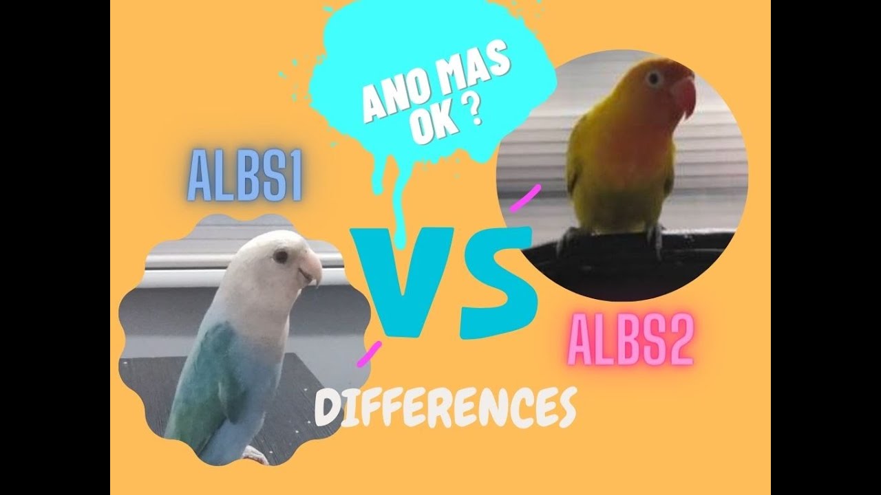 ALBS1 VS ALBS2 ANO PINAGKAIBA AT ANO MAS OK? - YouTube
