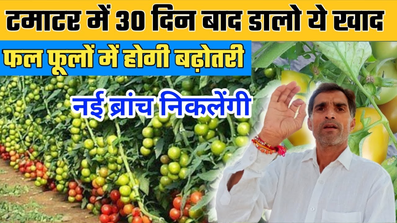 Tomato 2nd fertigation | टमाटर में दूसरी खुराक कब और कौनसी डालें ...