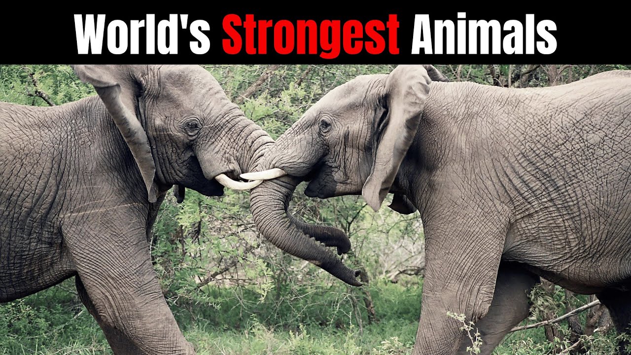 World's Strongest Animals - YouTube