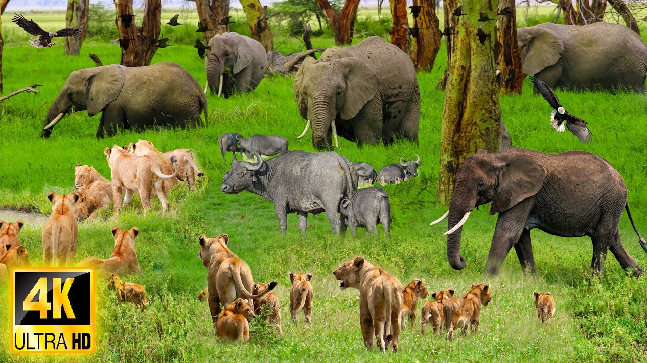 4K African Wildlife: Tracking The African Wild Animals In Their Natural ...